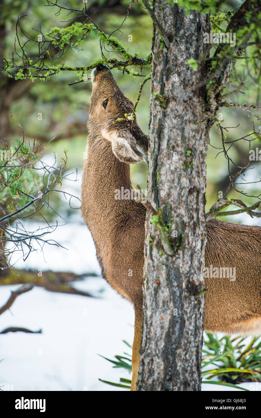 Elk feeding in winter Stock Photo - Alamy