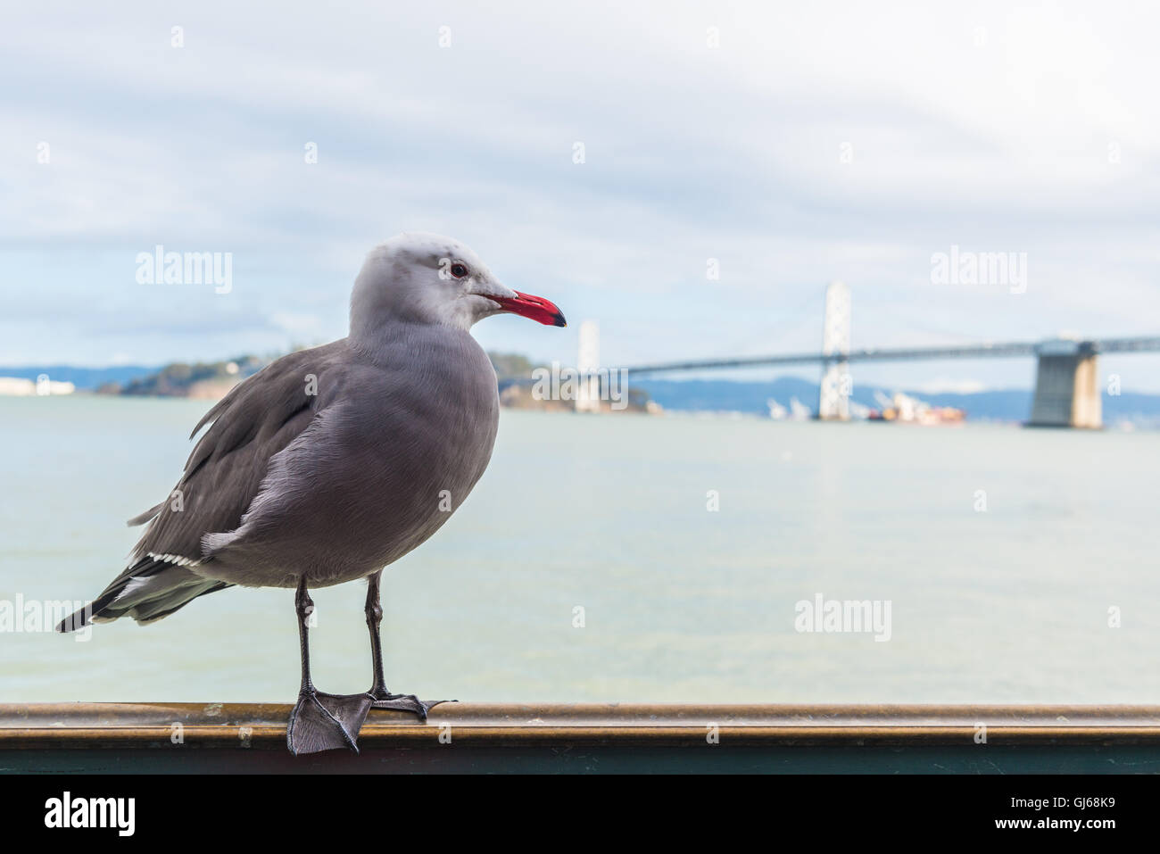 Posing seagulls hi-res stock photography and images - Alamy