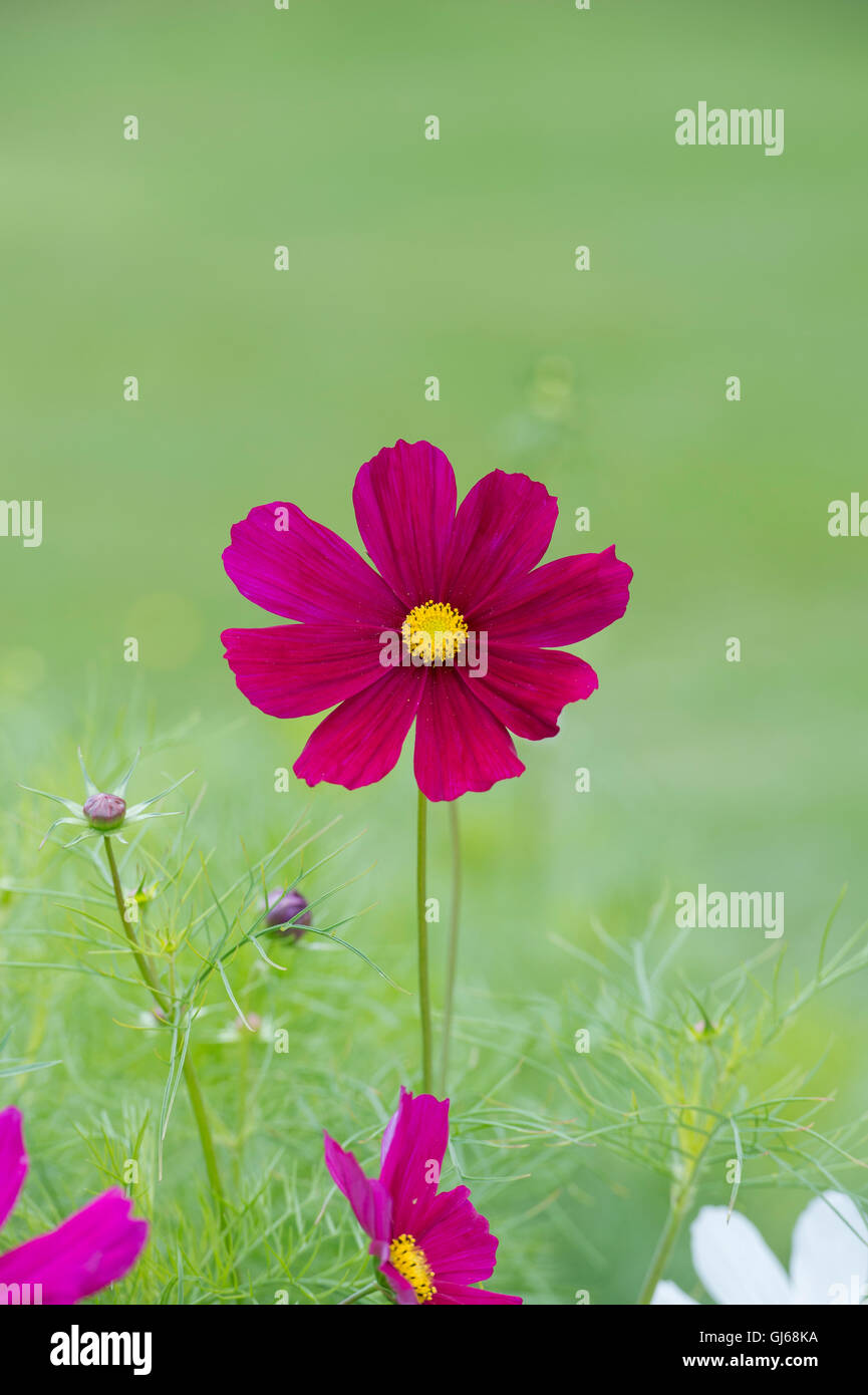Cosmos Bipinnatus Gazebo Red flowers Stock Photo - Alamy