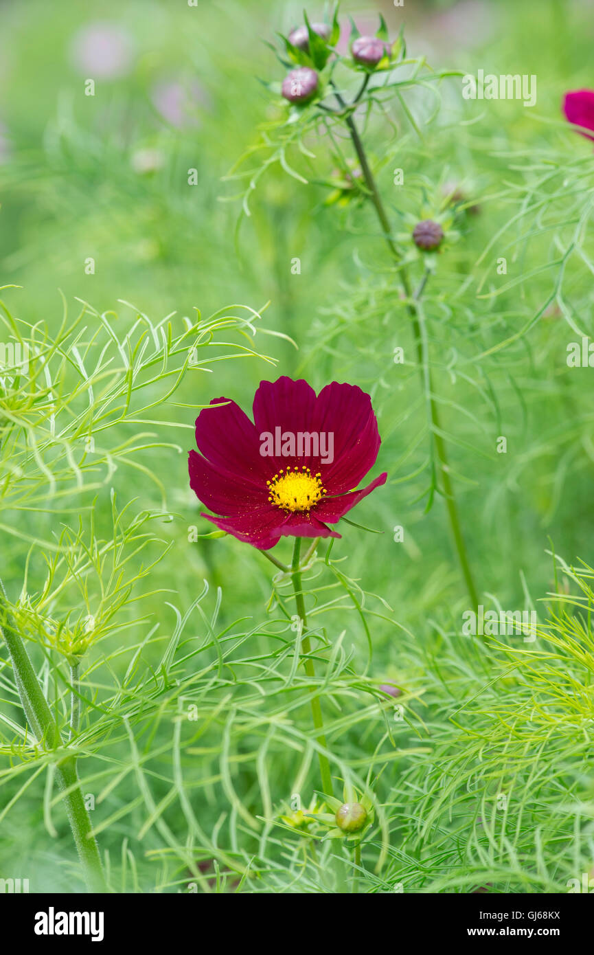 Cosmos bipinnatus gazebo red hi-res stock photography and images - Alamy