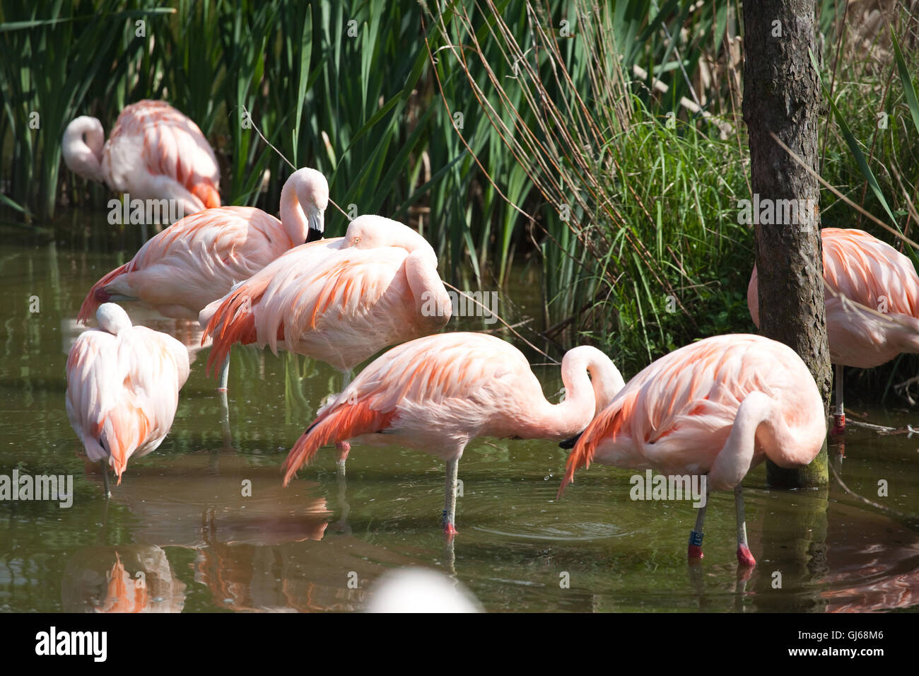 pack of flamingos Stock Photo - Alamy