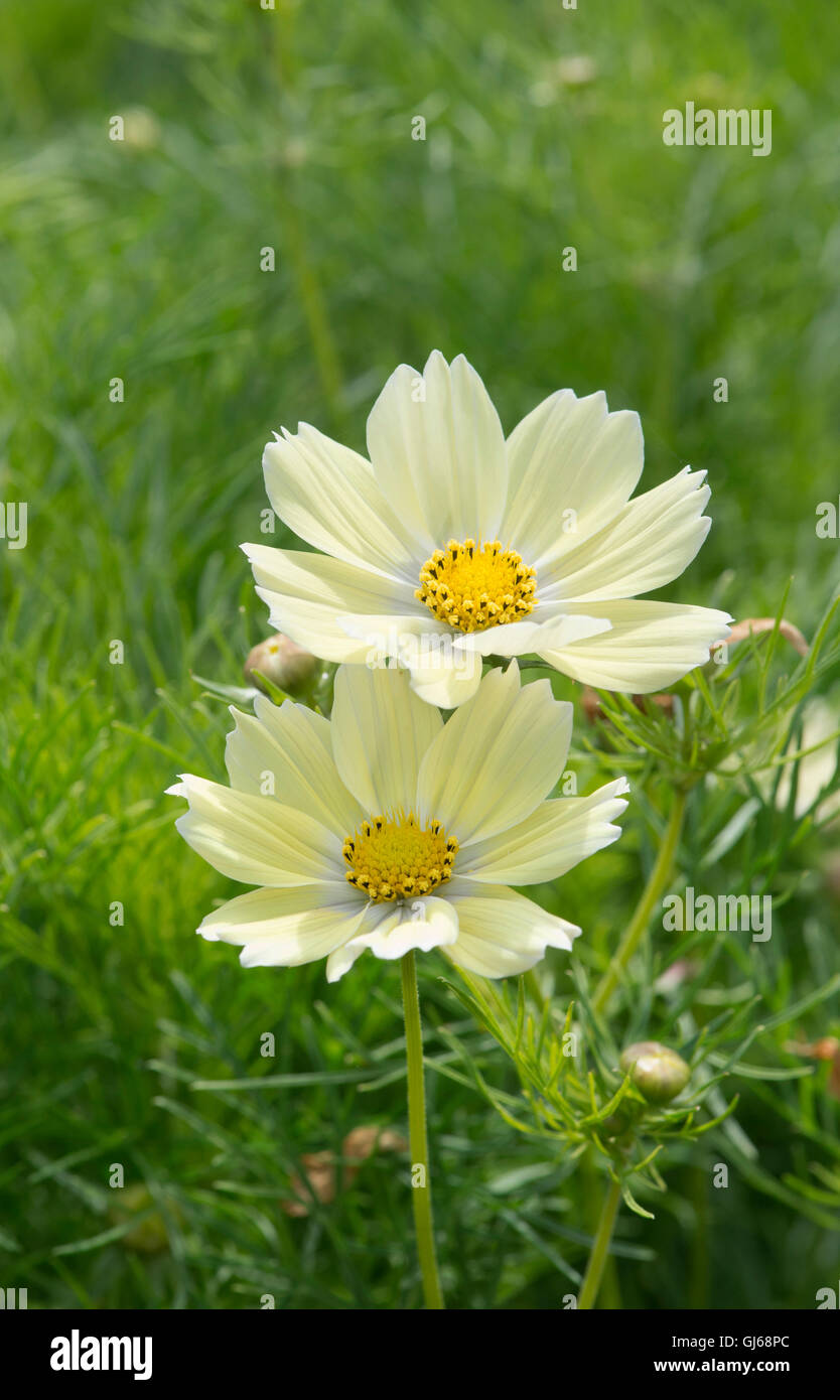 Cosmos Bipinnatus 'Xanthos'. Soft pale yellow Dwarf Cosmos flower Stock ...