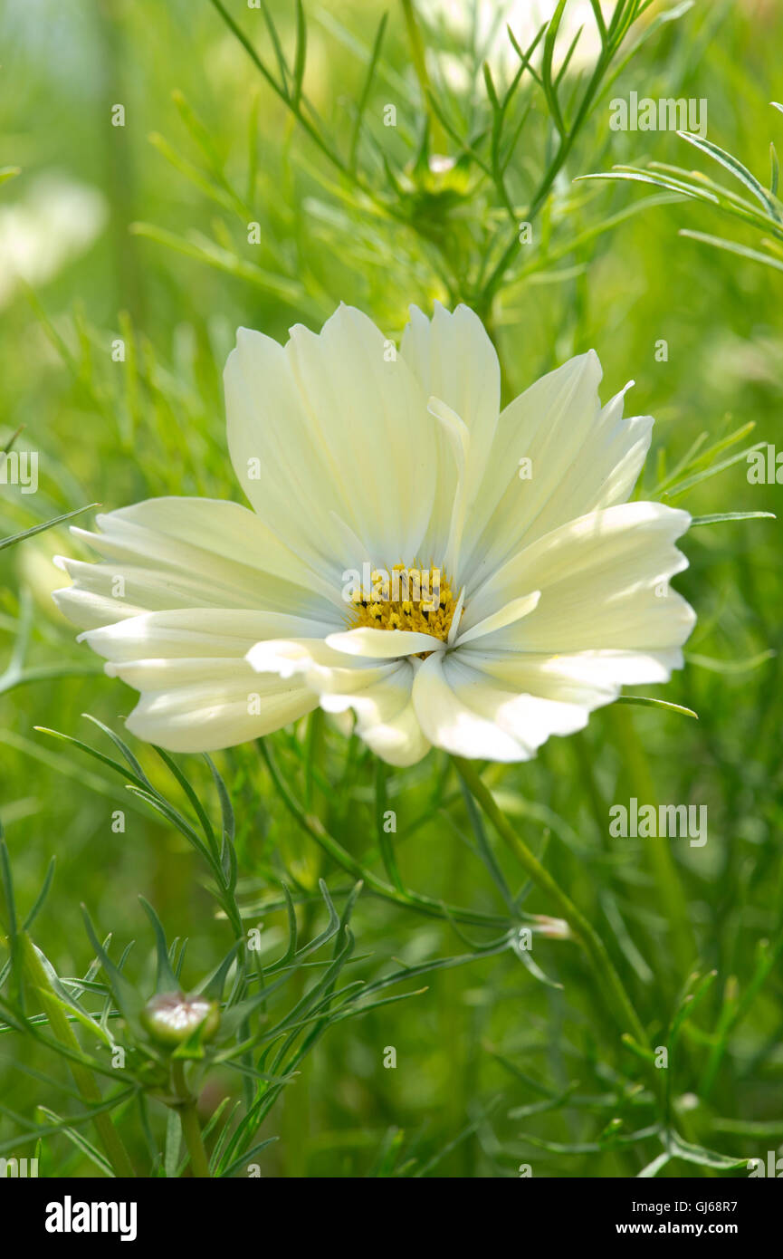 Cosmos bipinnatus xanthos hi-res stock photography and images - Alamy