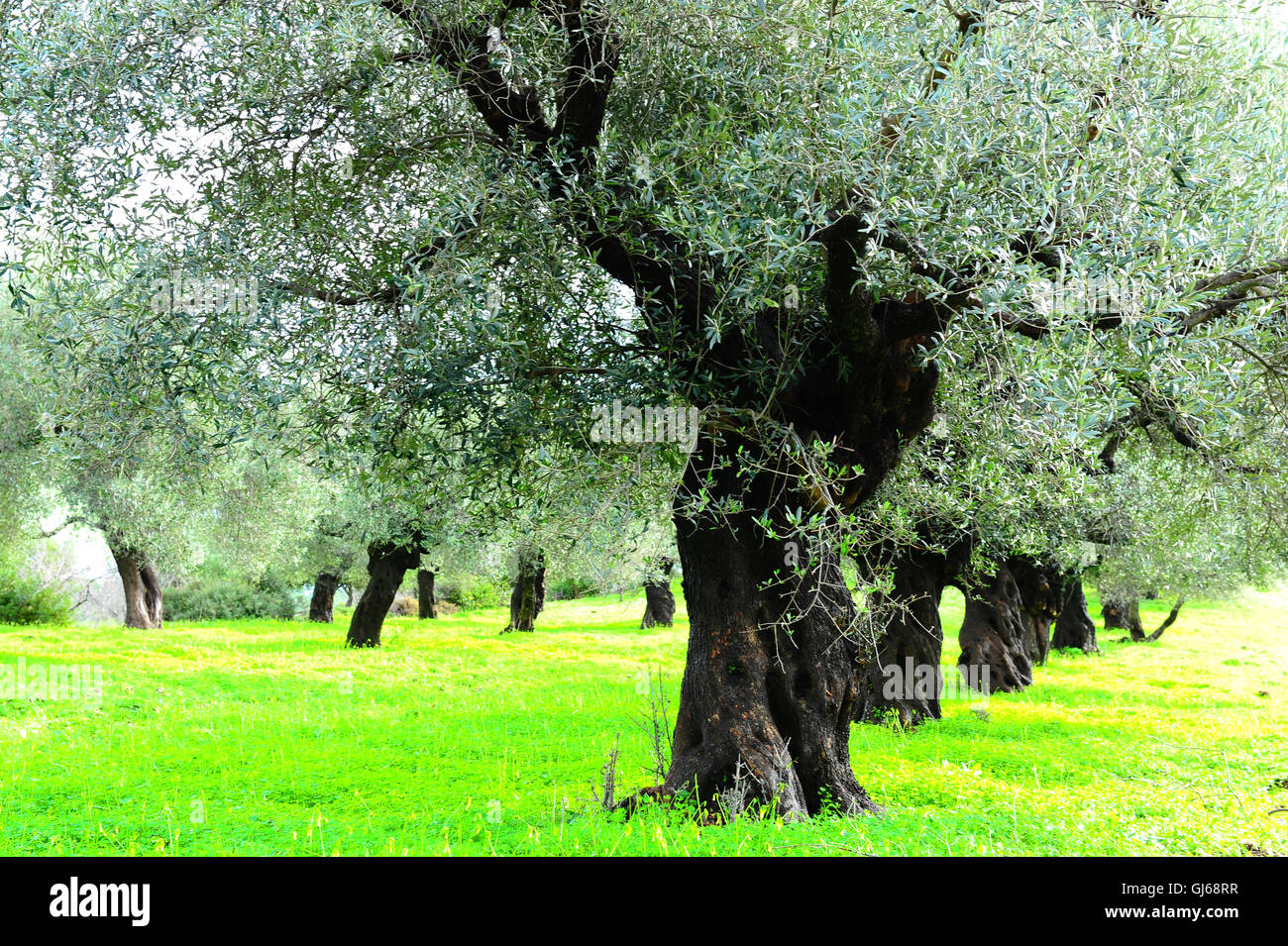 Rind tree trees agriculture hi-res stock photography and images - Alamy