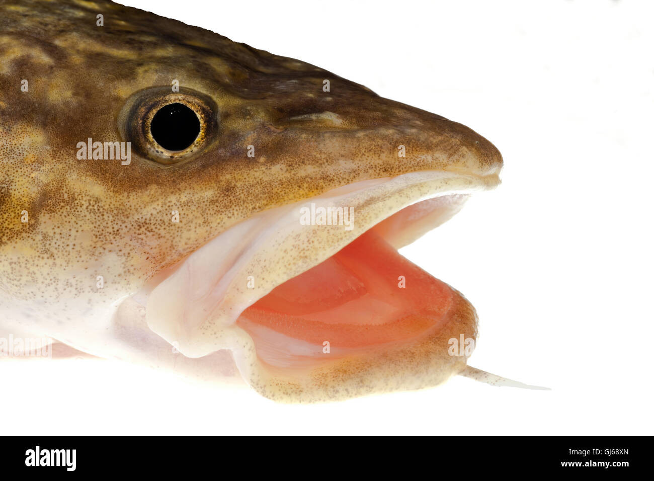 Burbot (Lota lota) head isolated on white Stock Photo - Alamy