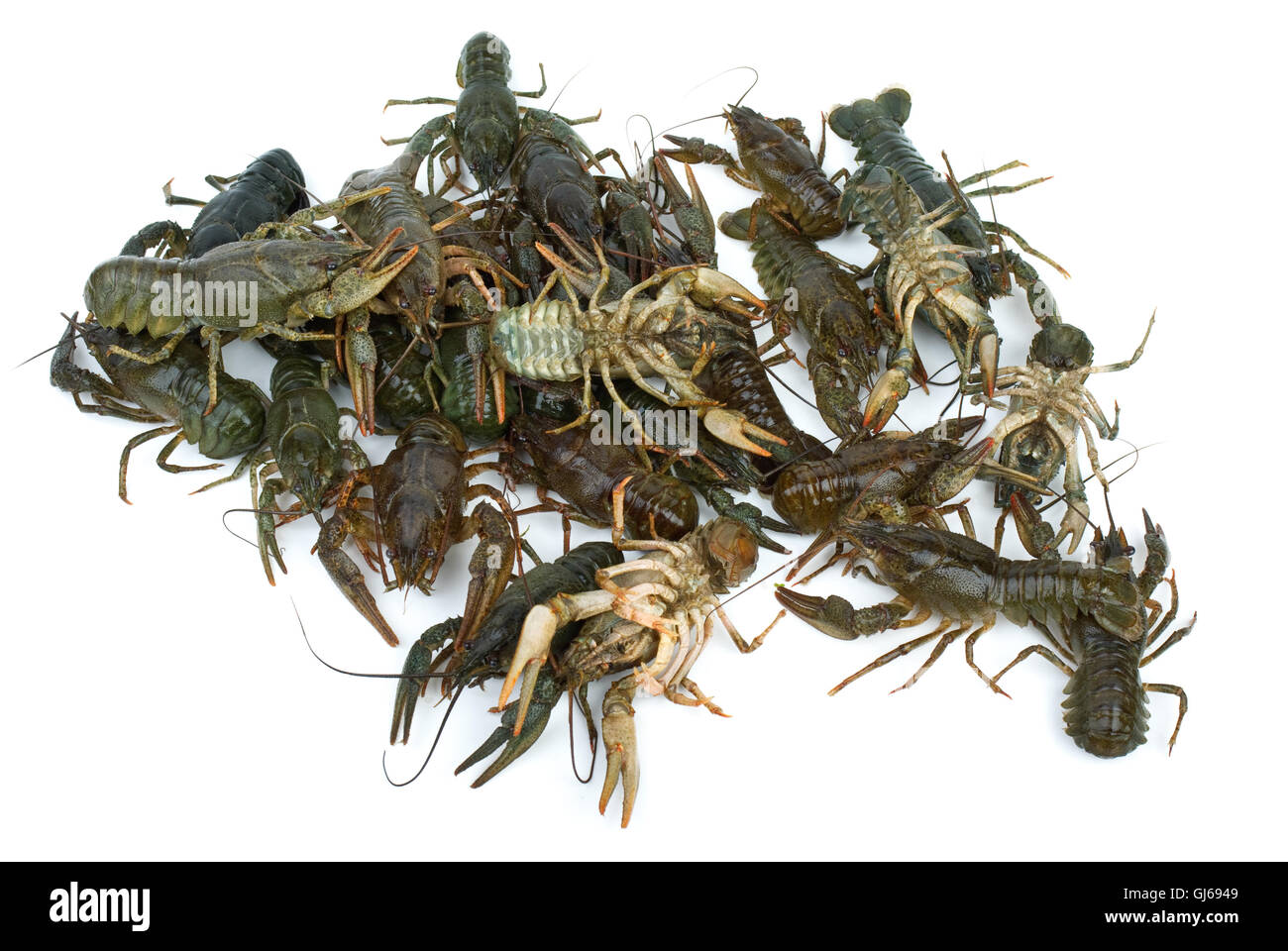 Crawfishes hi-res stock photography and images - Alamy