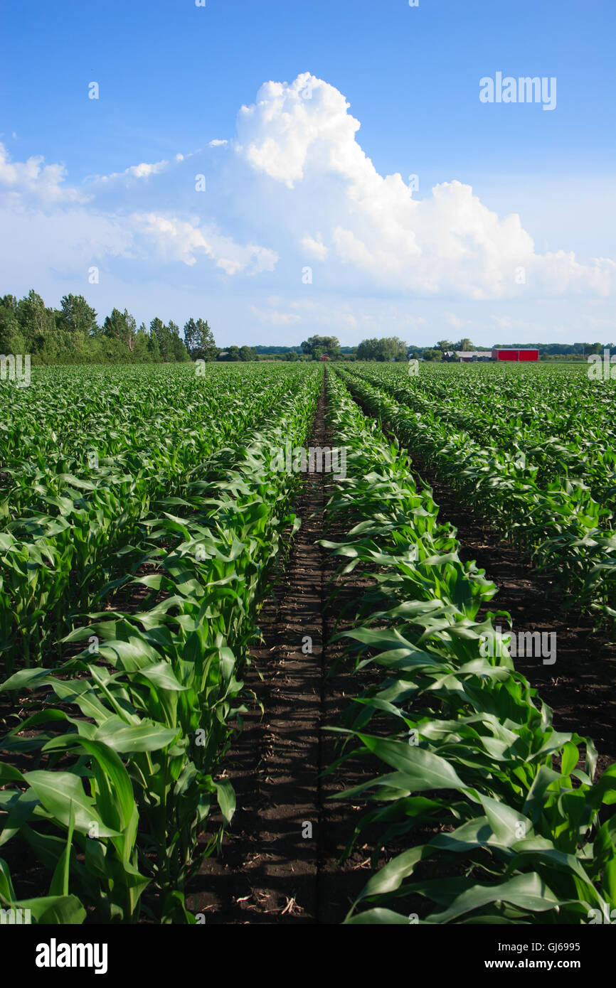 Rows of Corn Stock Photo - Alamy