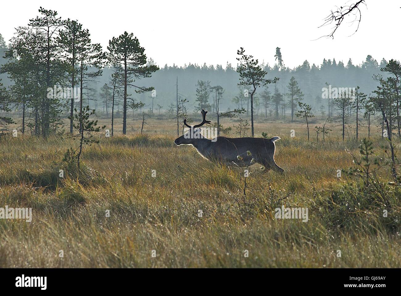 Reindeer sky hi-res stock photography and images - Alamy