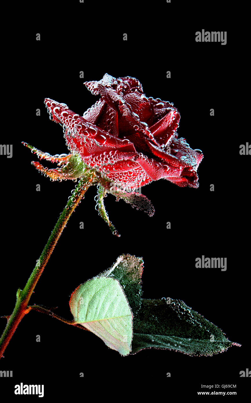 red rose with water drops over the black Stock Photo - Alamy