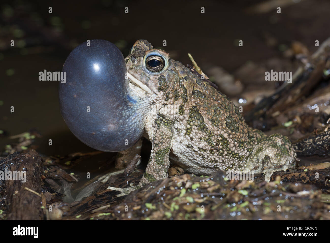Calling male Great Plains Toad, (Anaxyrus cognatus), near Florance ...