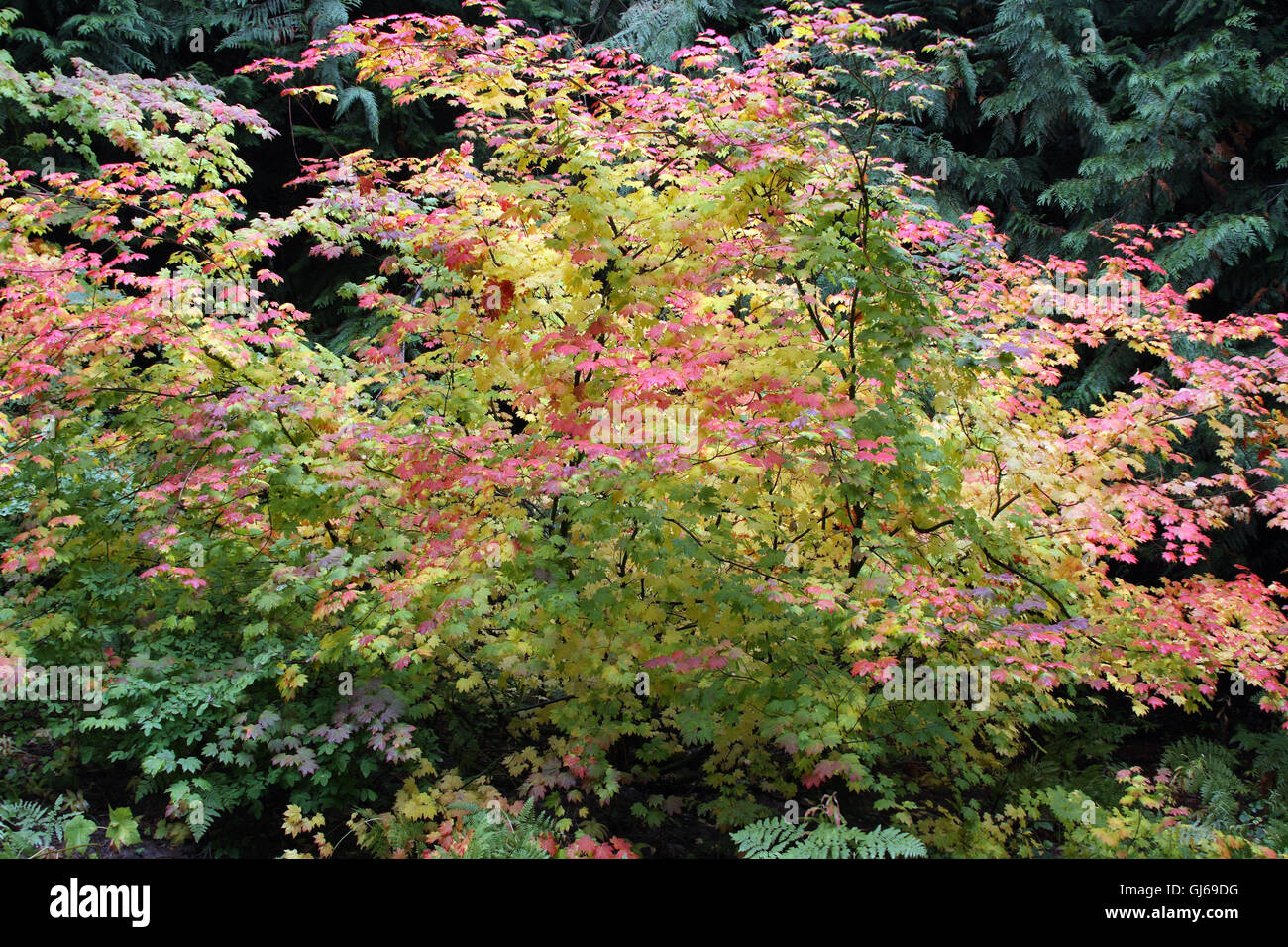 Fall Colors in Oregon. Photo taken in the Mount Hood National Forest ...