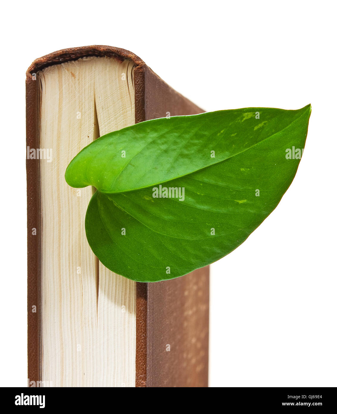 book with a green leaf Stock Photo - Alamy
