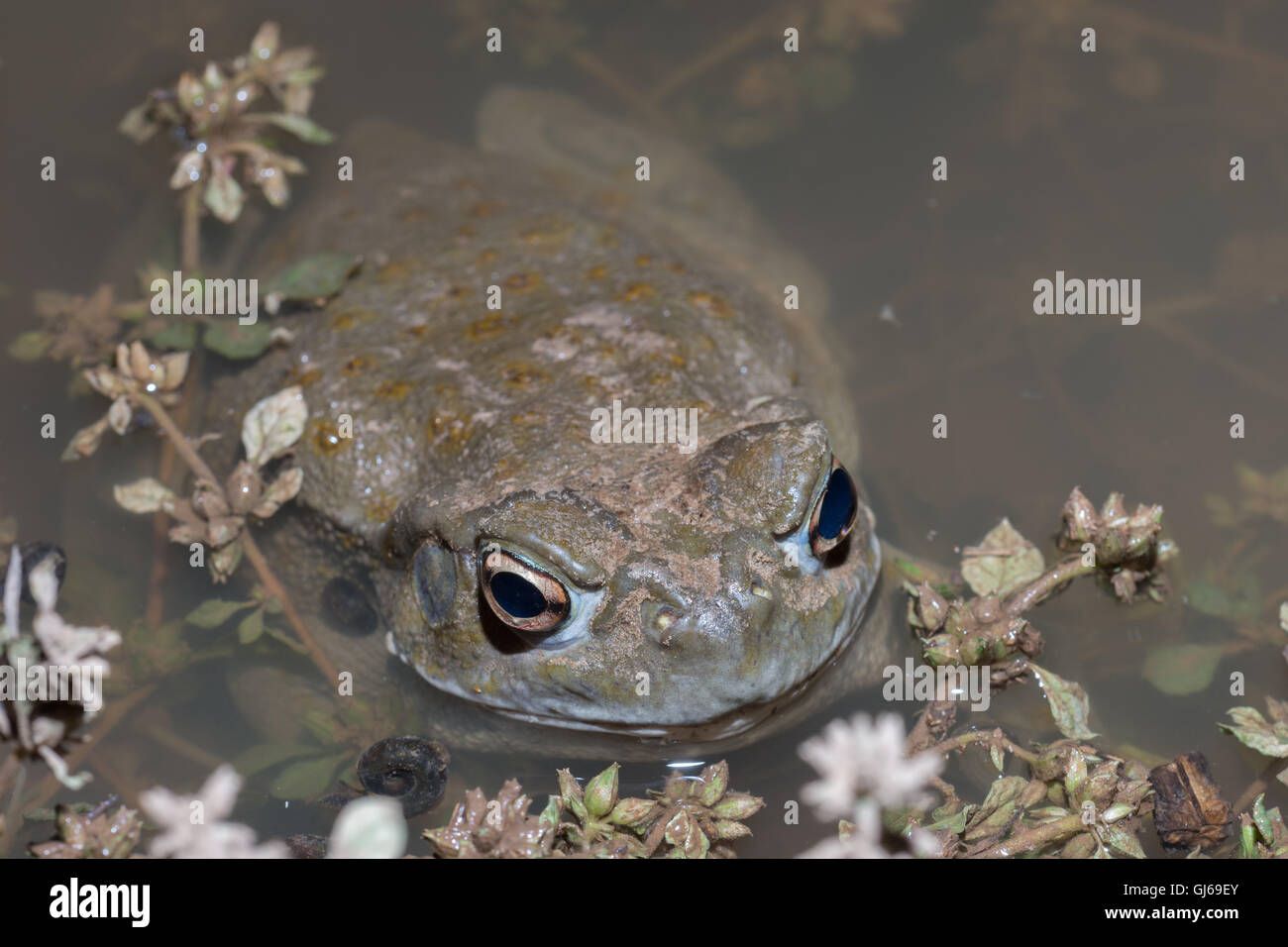 Sonoran Desert Toad, (Incilius alvarius), near Florance Arizona, USA ...