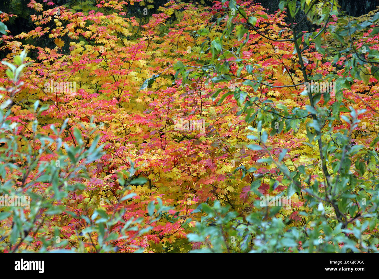Fall Colors in Oregon. Photo taken in the Mount Hood National Forest ...