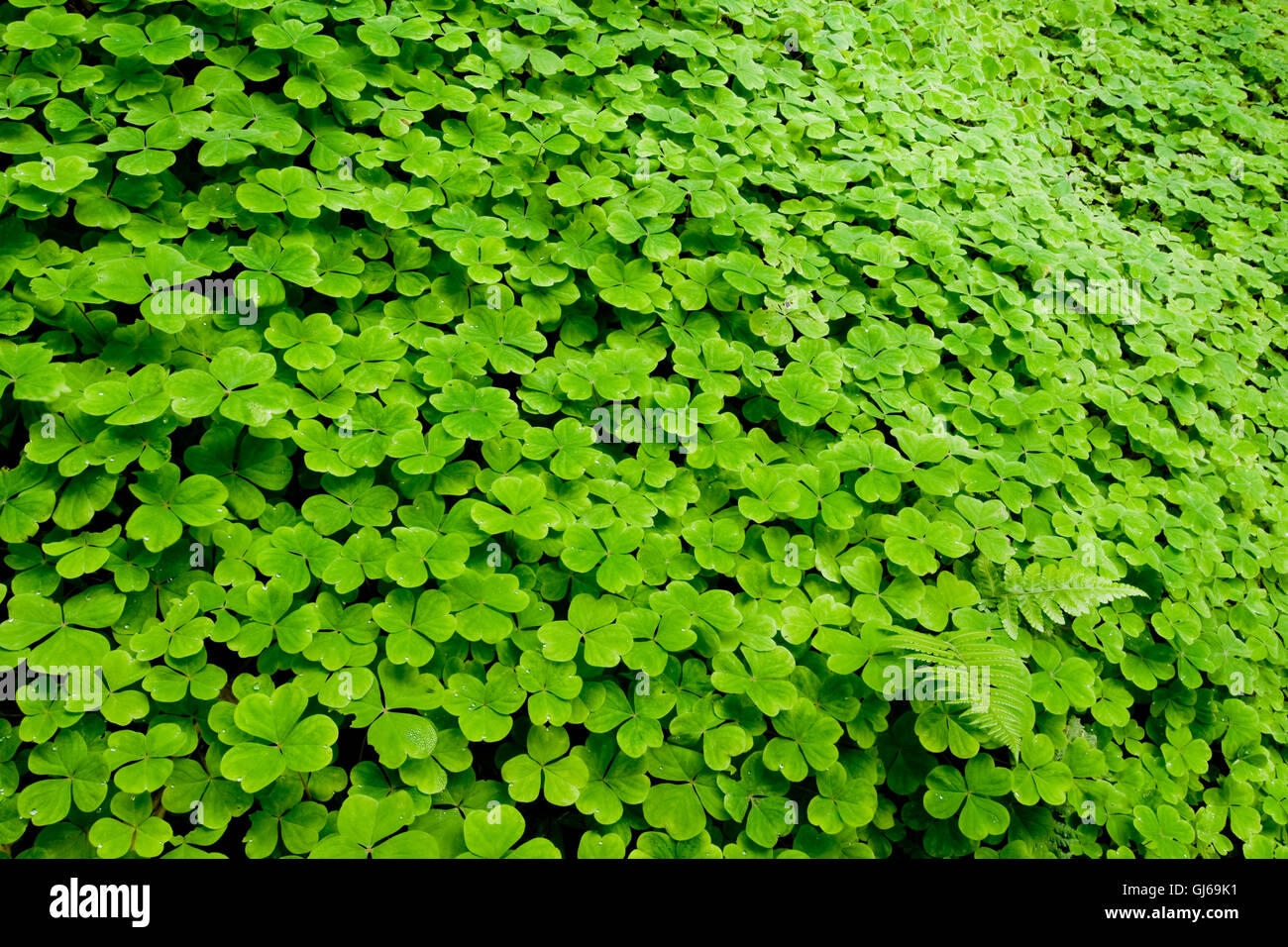 Ireland beauty clover hi-res stock photography and images - Alamy