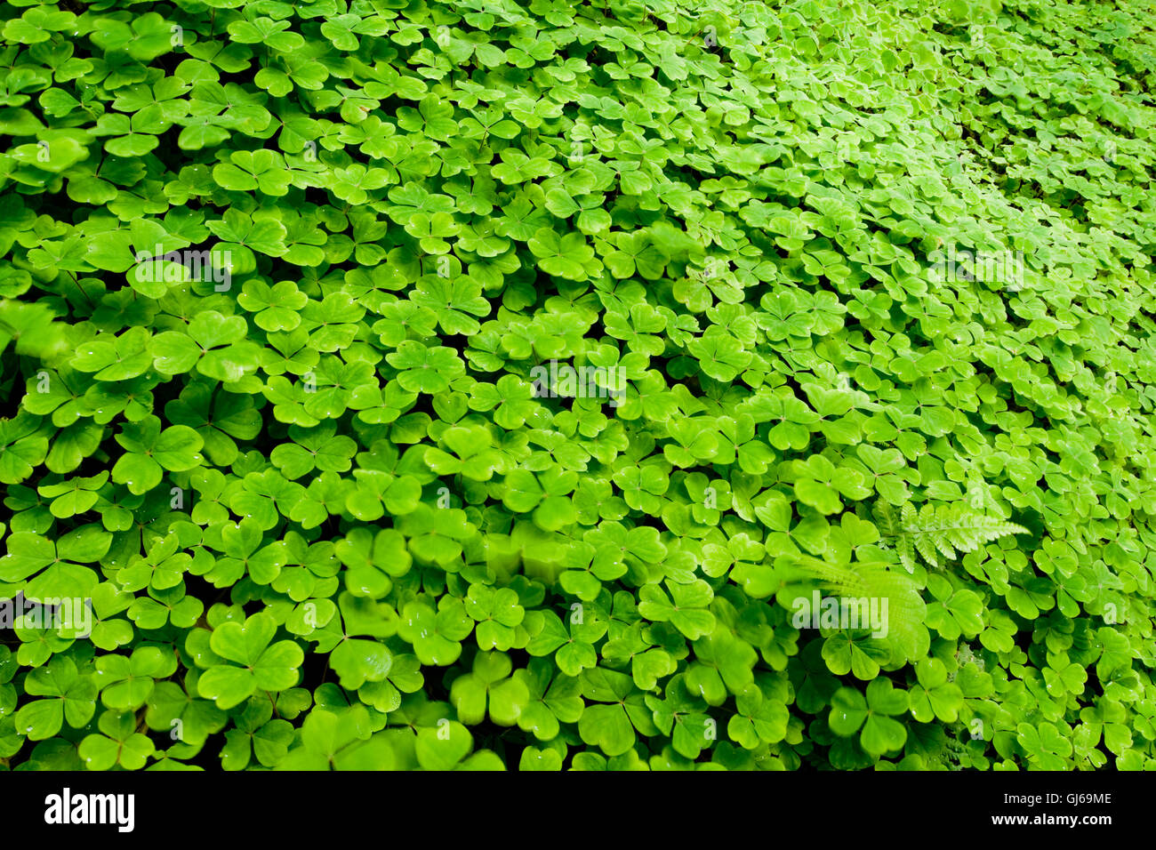 Ireland beauty clover hi-res stock photography and images - Alamy