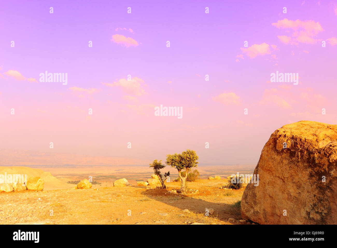 Tree of judea hi-res stock photography and images - Alamy