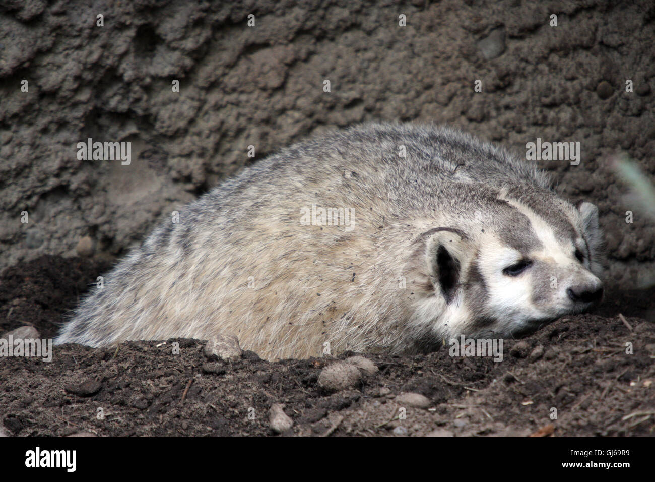 Badger. Photo taken at Northwest Trek Wildlife Park, WA Stock Photo - Alamy