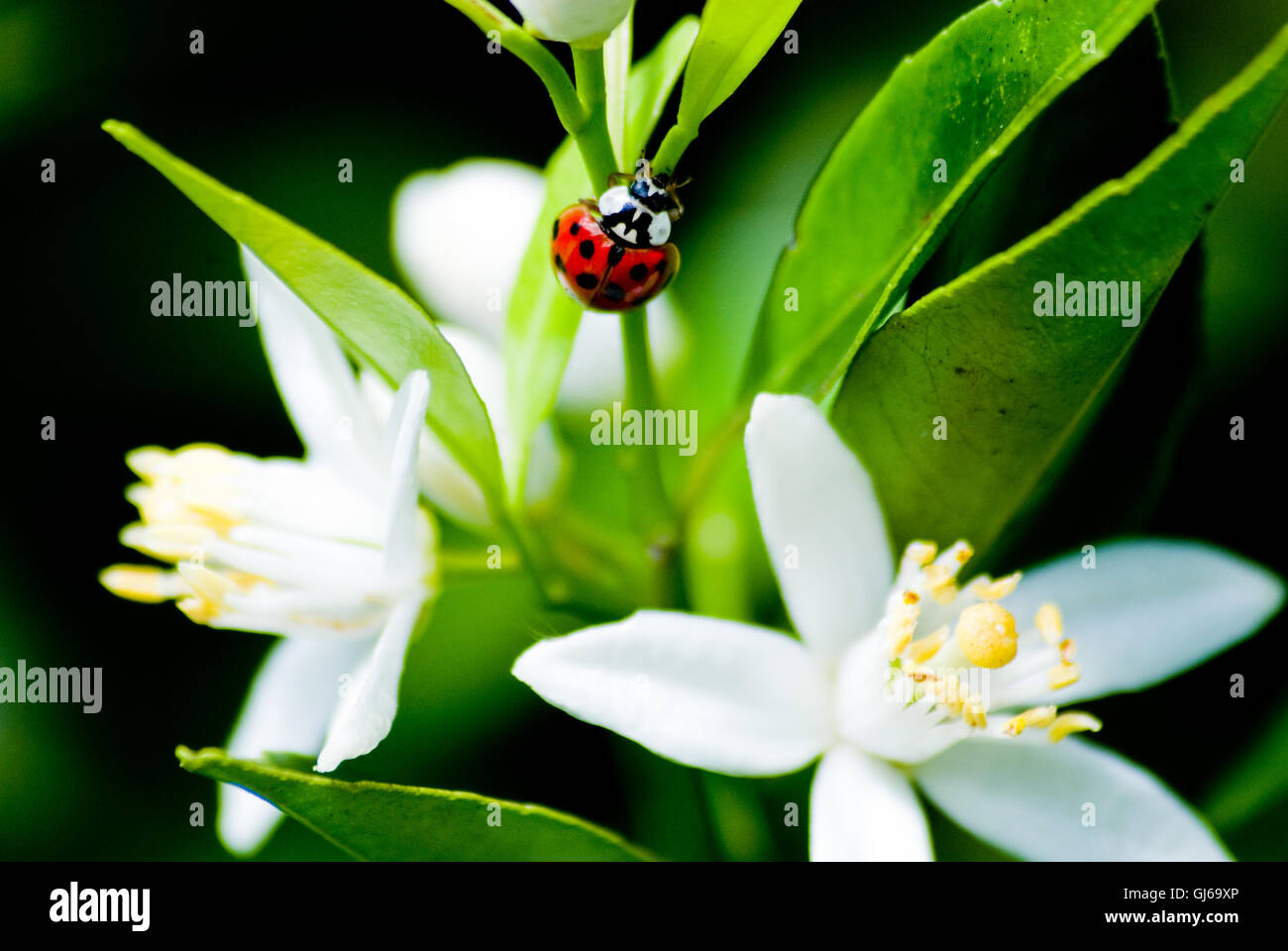 Lemon beetle hi-res stock photography and images - Alamy