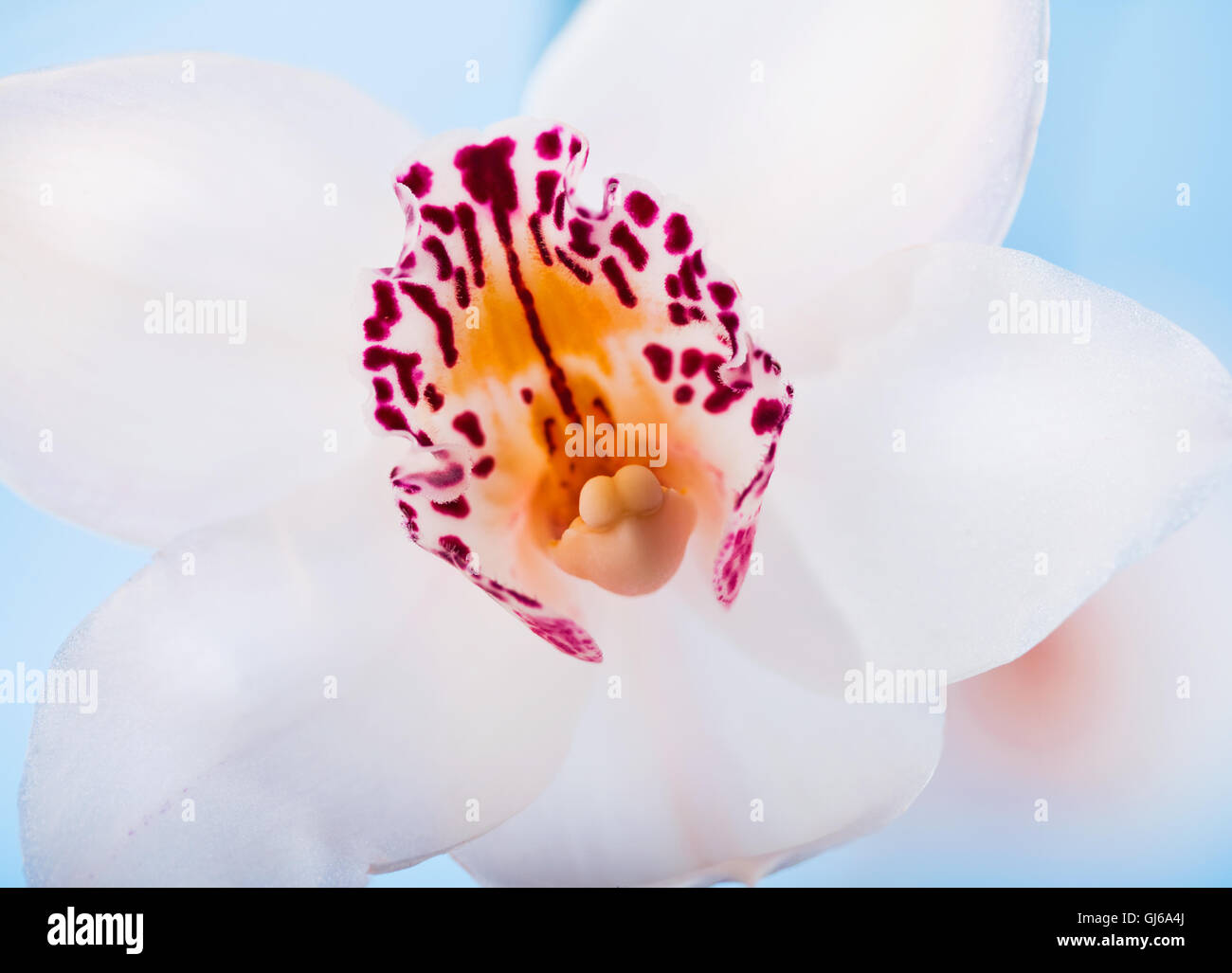 Beautiful single white orchid hi-res stock photography and images - Alamy
