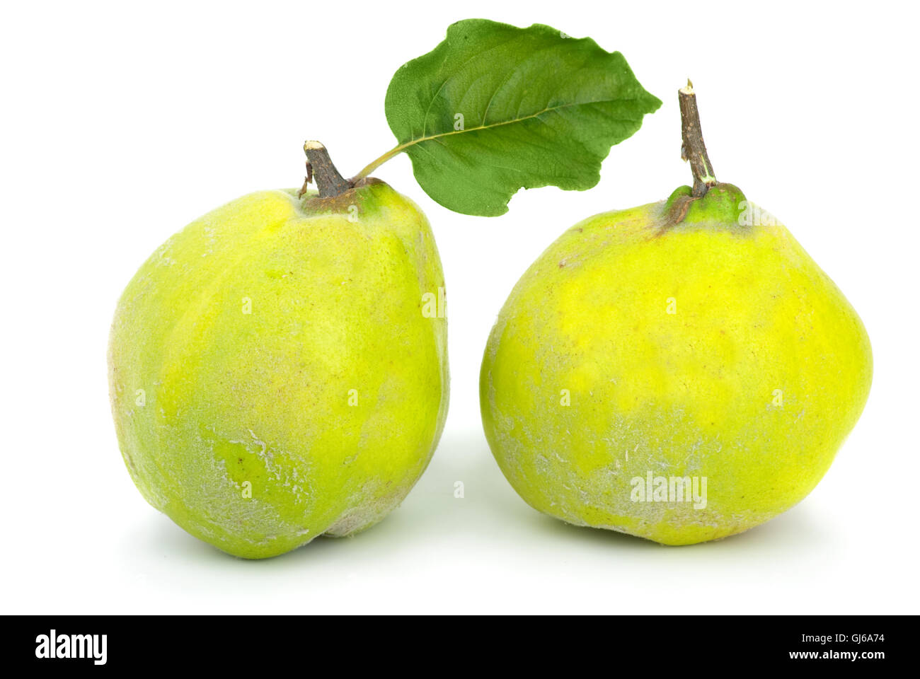 Apple quince isolated hi-res stock photography and images - Alamy