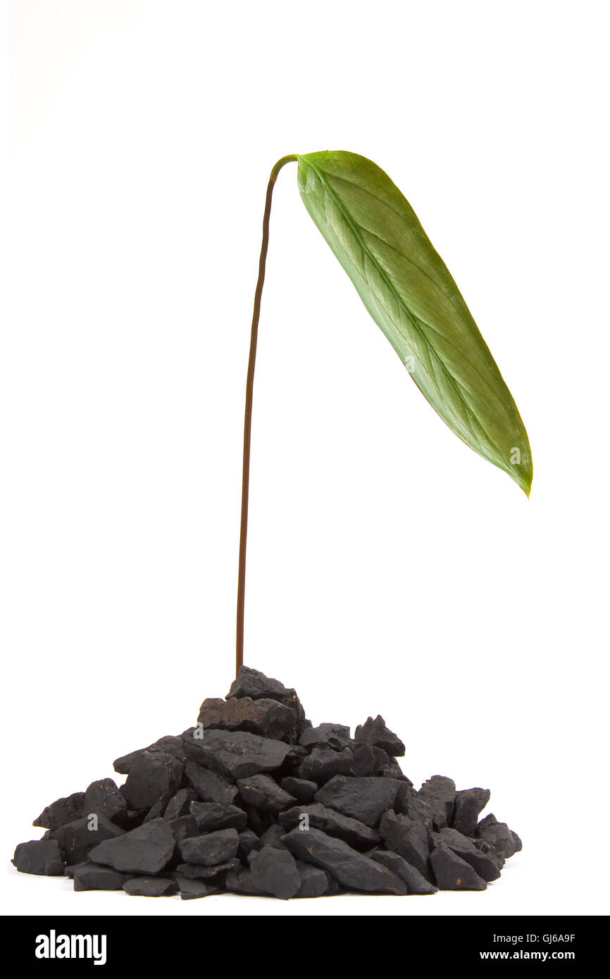plant growing from the soil Stock Photo - Alamy
