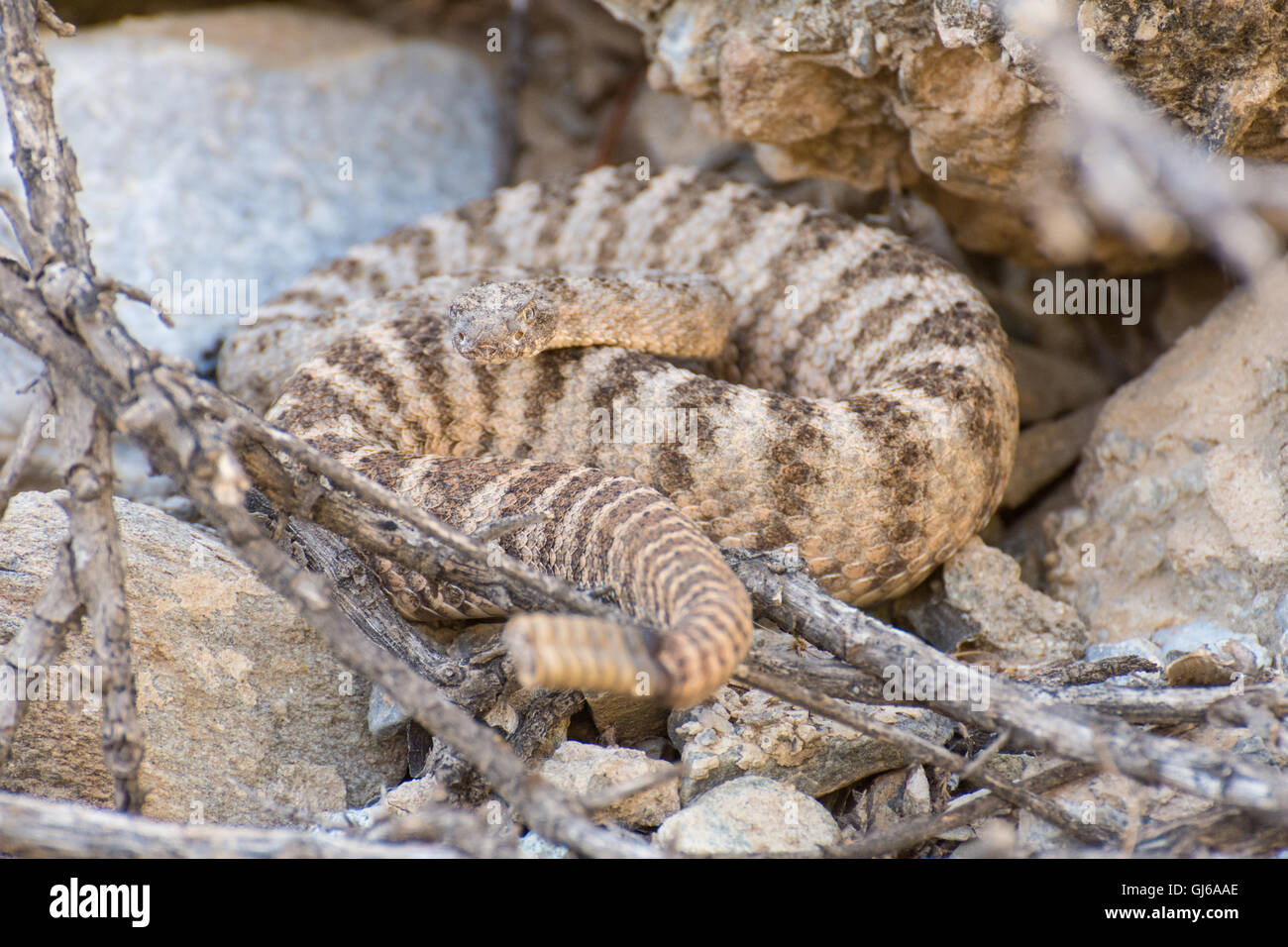 Tiger Rattlesnake, (Crotalus tigris), Maricopa co., Arizona, USA Stock ...