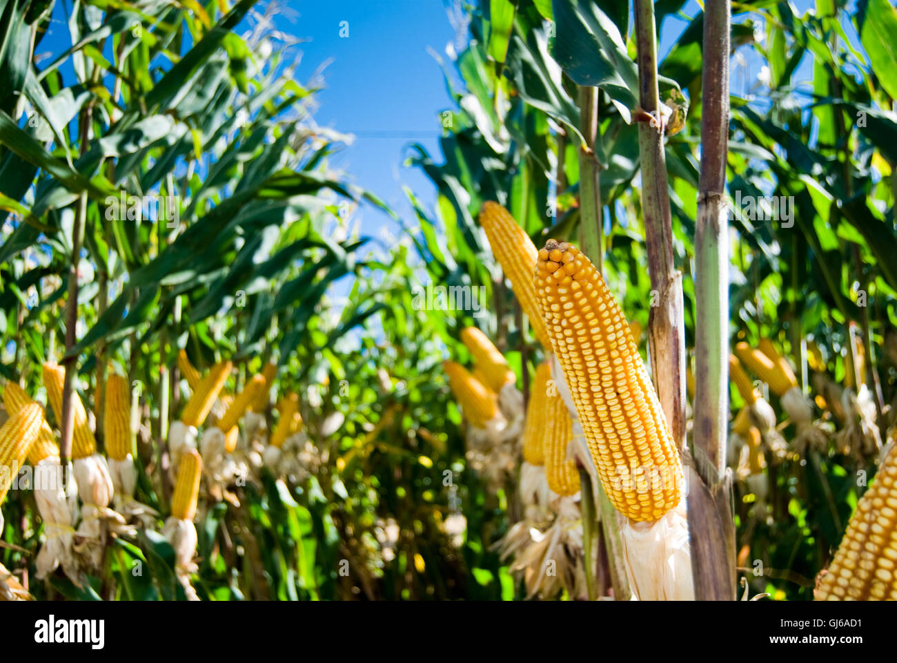 Zea maize spike hi-res stock photography and images - Alamy