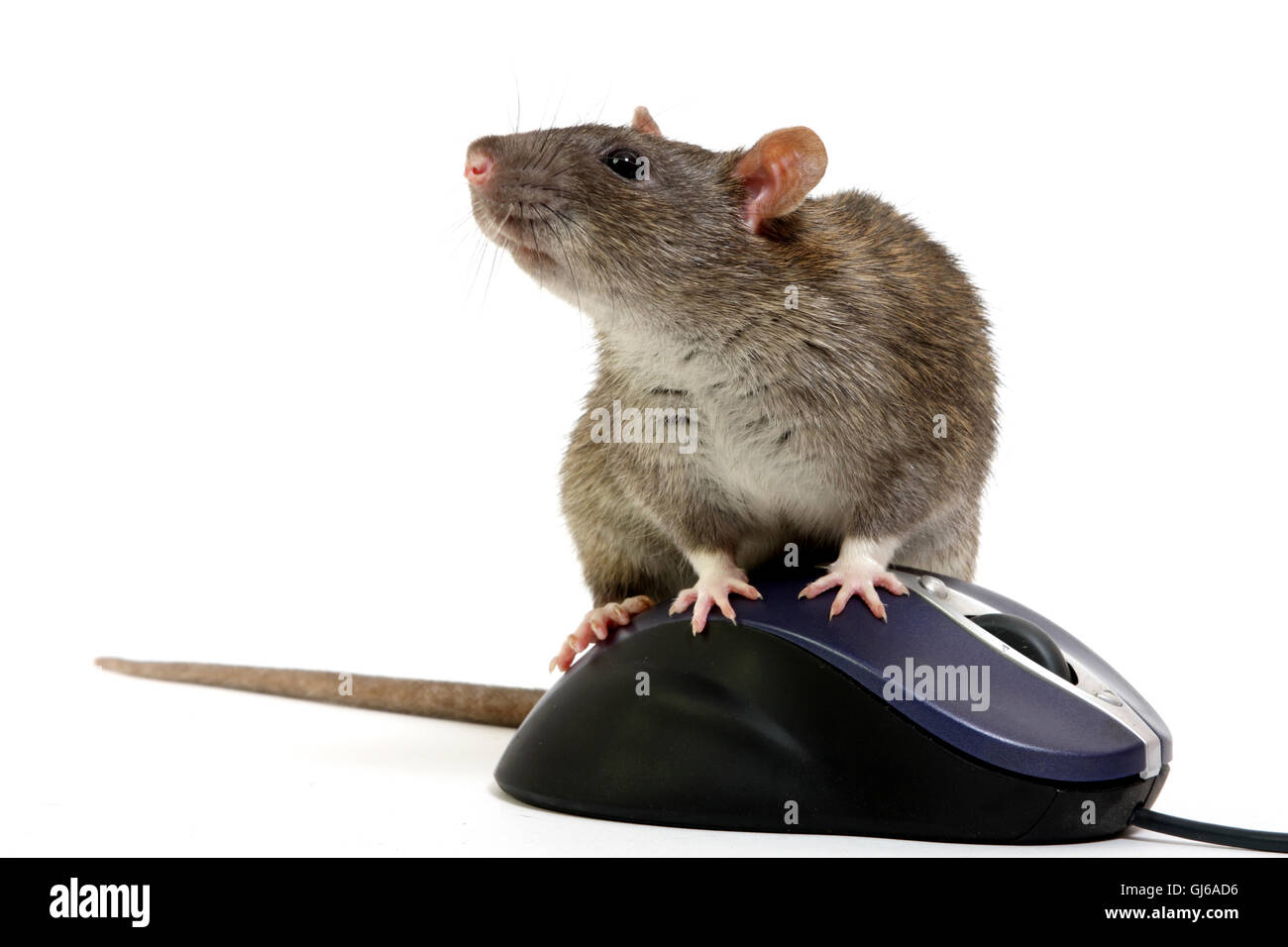 Rat and computer hi-res stock photography and images - Alamy