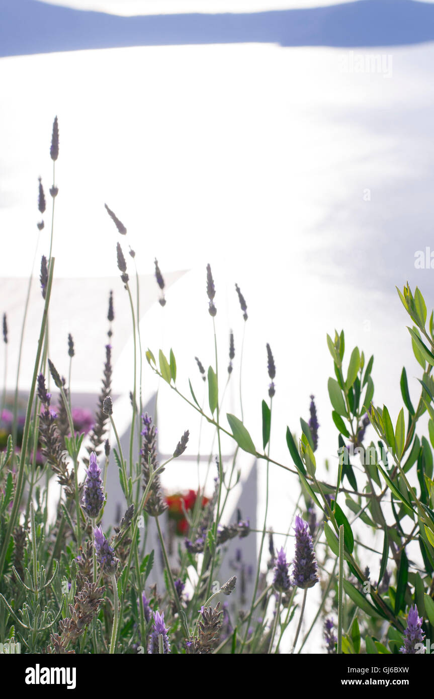 Mediterranean sea lavender hi-res stock photography and images - Alamy