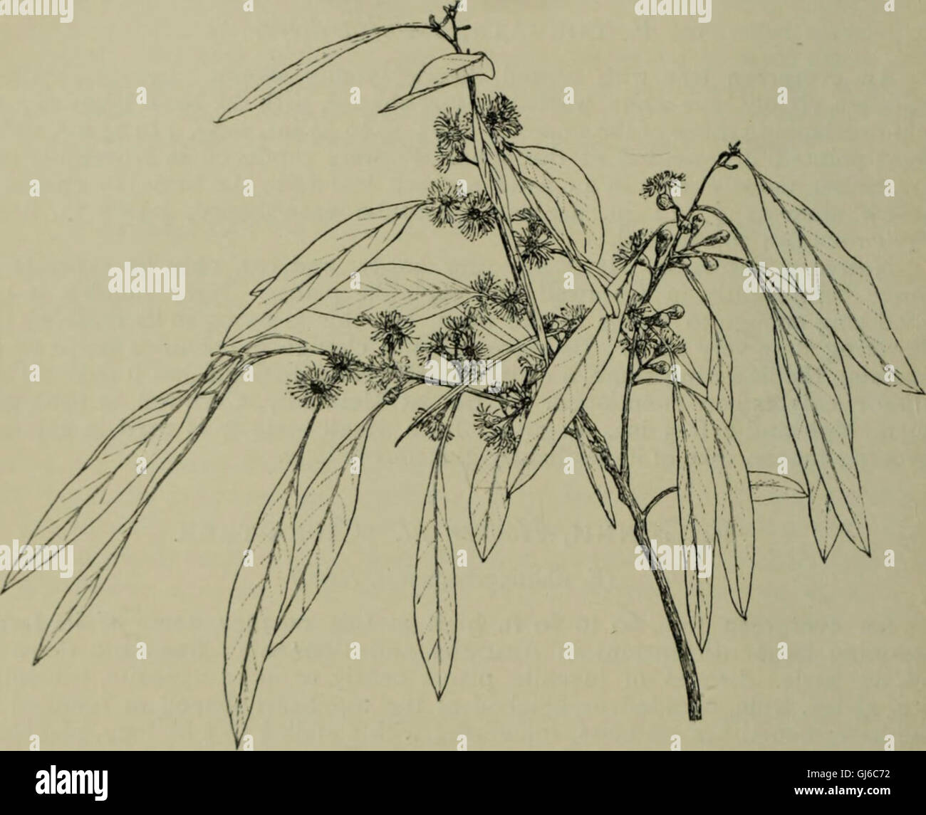 'Trees and Shrubs, Hardy in the British Isles' (1914) is a ...