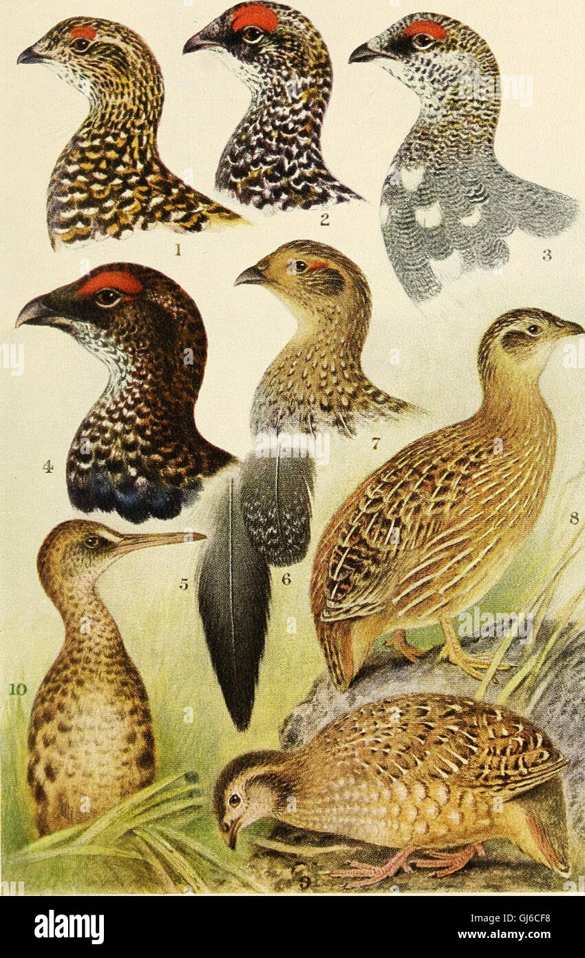 This 1920 guide provides practical information on British bird species ...