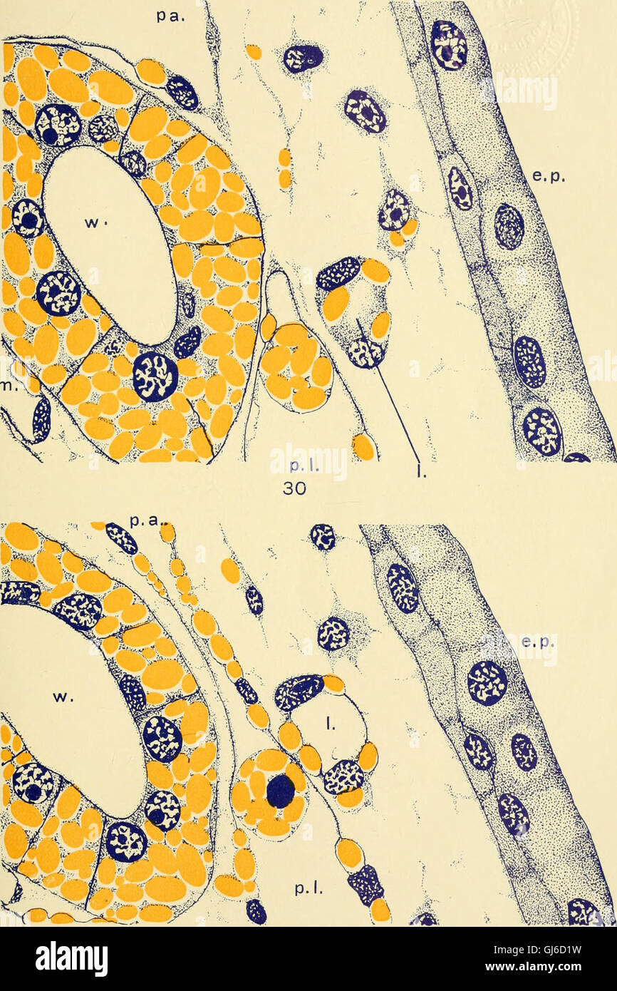 American journal of anatomy hi-res stock photography and images - Alamy