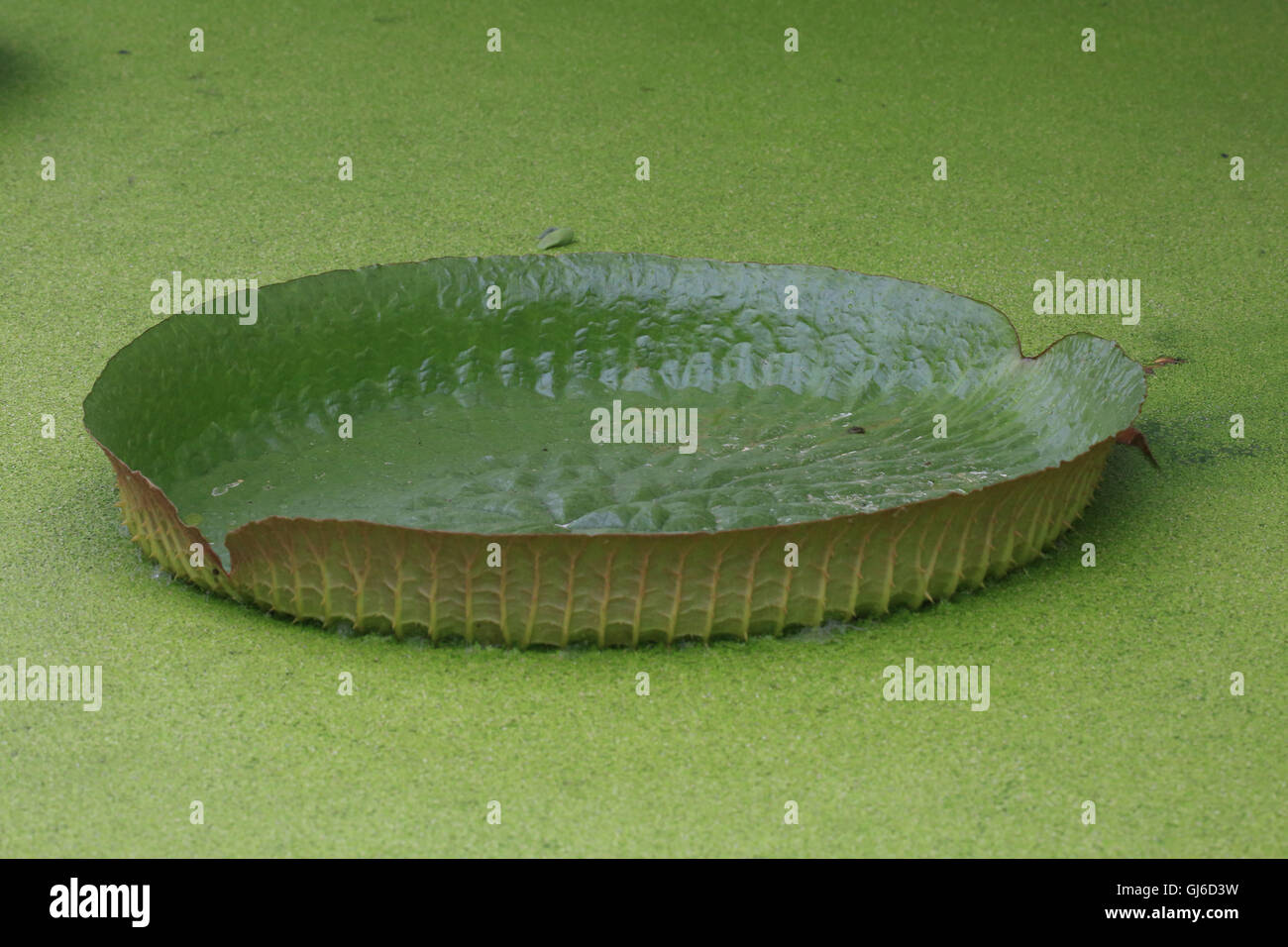 Queen Victoria's water lily, Victoria amazonica Stock Photo - Alamy