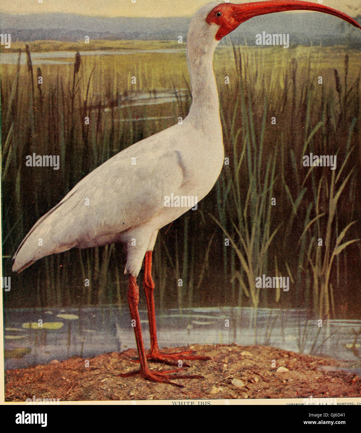 Published in 1907, this work highlights the relationship between birds ...