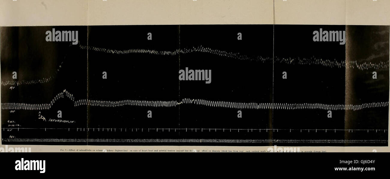 This work examines internal secretions in relation to human physiology ...