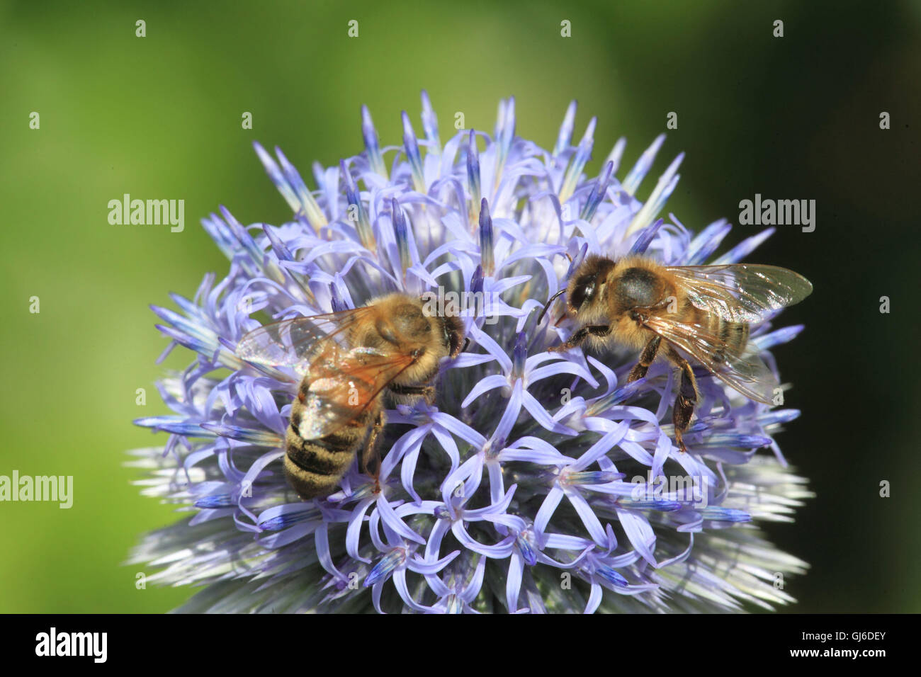 European honey bee, Apis mellifica Stock Photo - Alamy