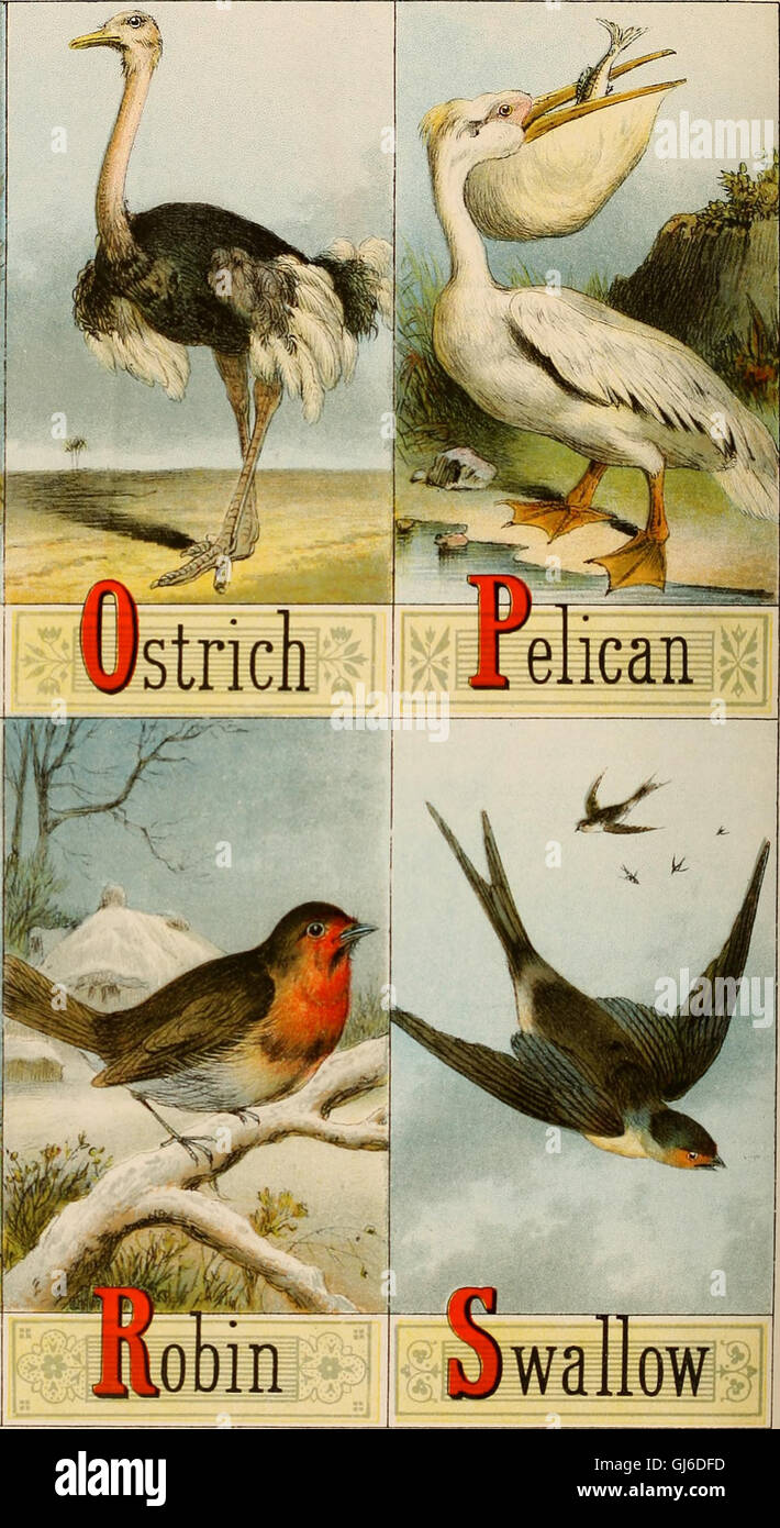 An illustrated alphabet book from 1874, featuring birds as the subject ...