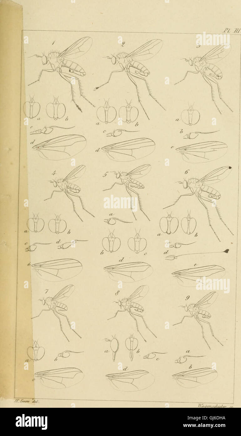 A detailed monograph of North American Diptera (flies), documenting ...