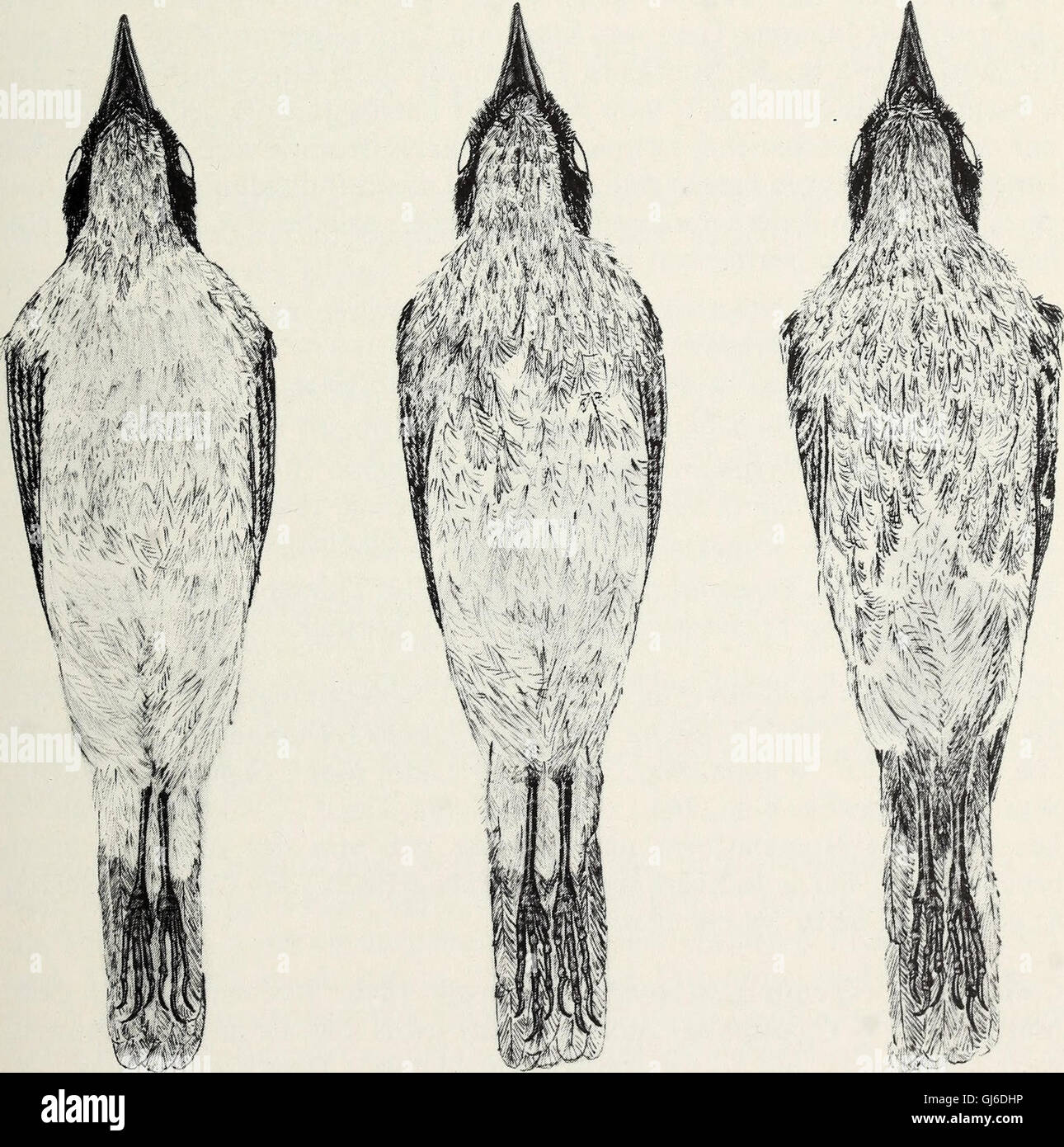 A 1982 publication by the Zoological Research Institute and Museum ...