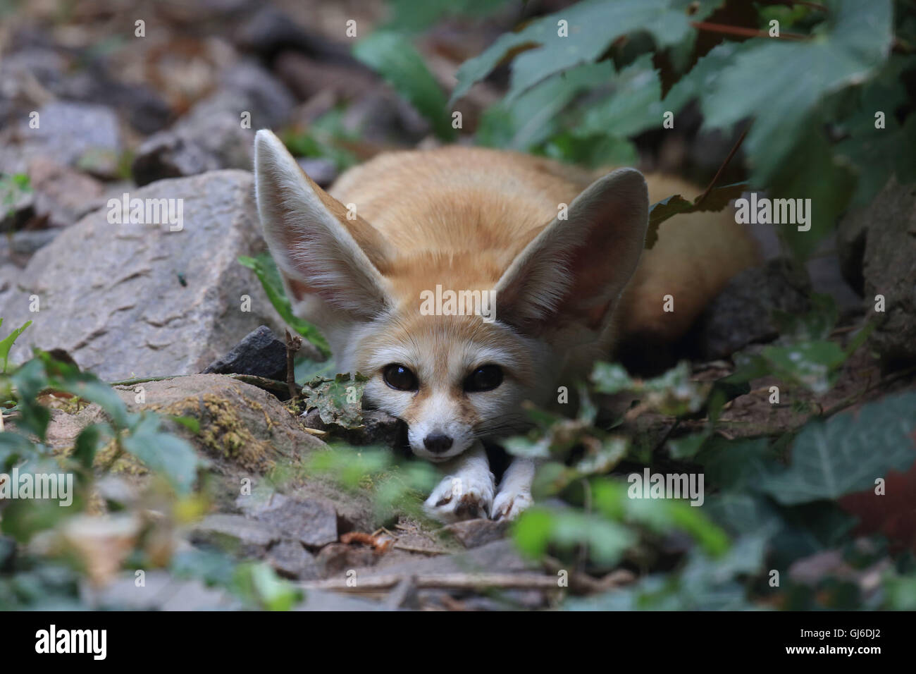 Fennek, Vulpes zerda Stock Photo - Alamy