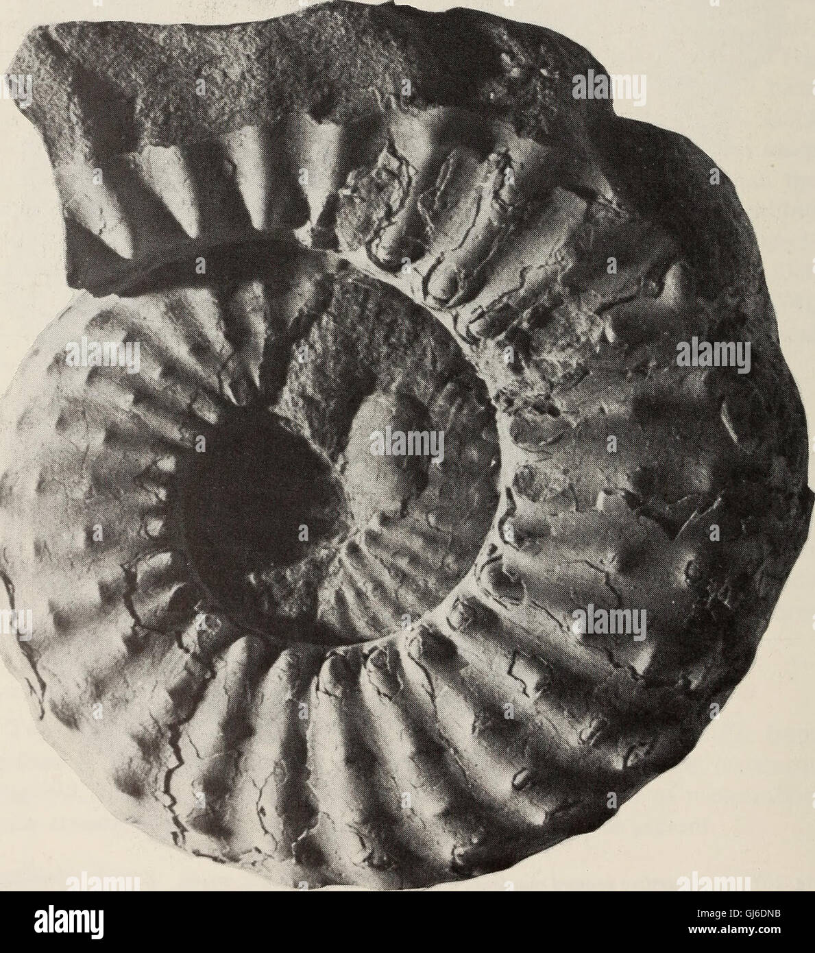 This 1980 publication presents research and findings from the South ...