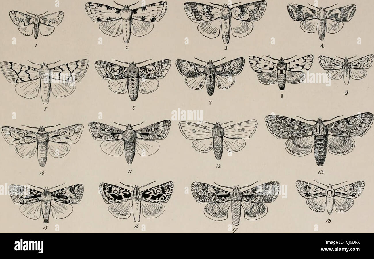 The night moths of New England, how to determine them readily (1895 ...