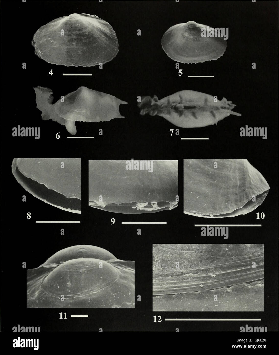 The Nautilus, a 2002 publication, covers a wide range of topics in ...