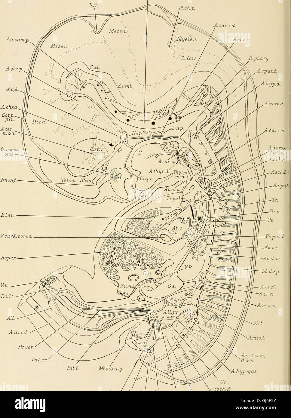 The American journal of anatomy (1901 Stock Photo - Alamy