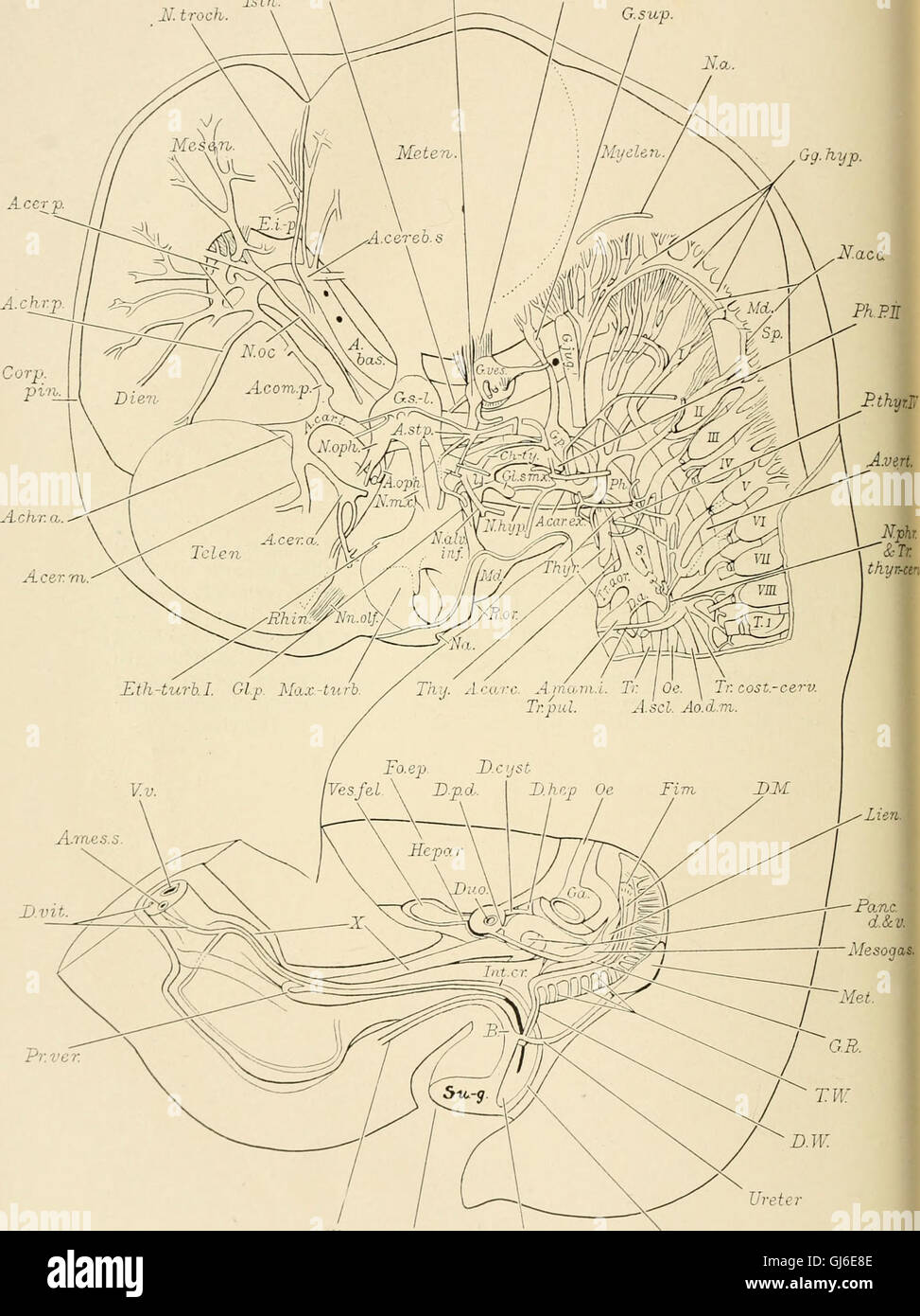 'The American Journal of Anatomy' (1901) publishes scholarly articles ...