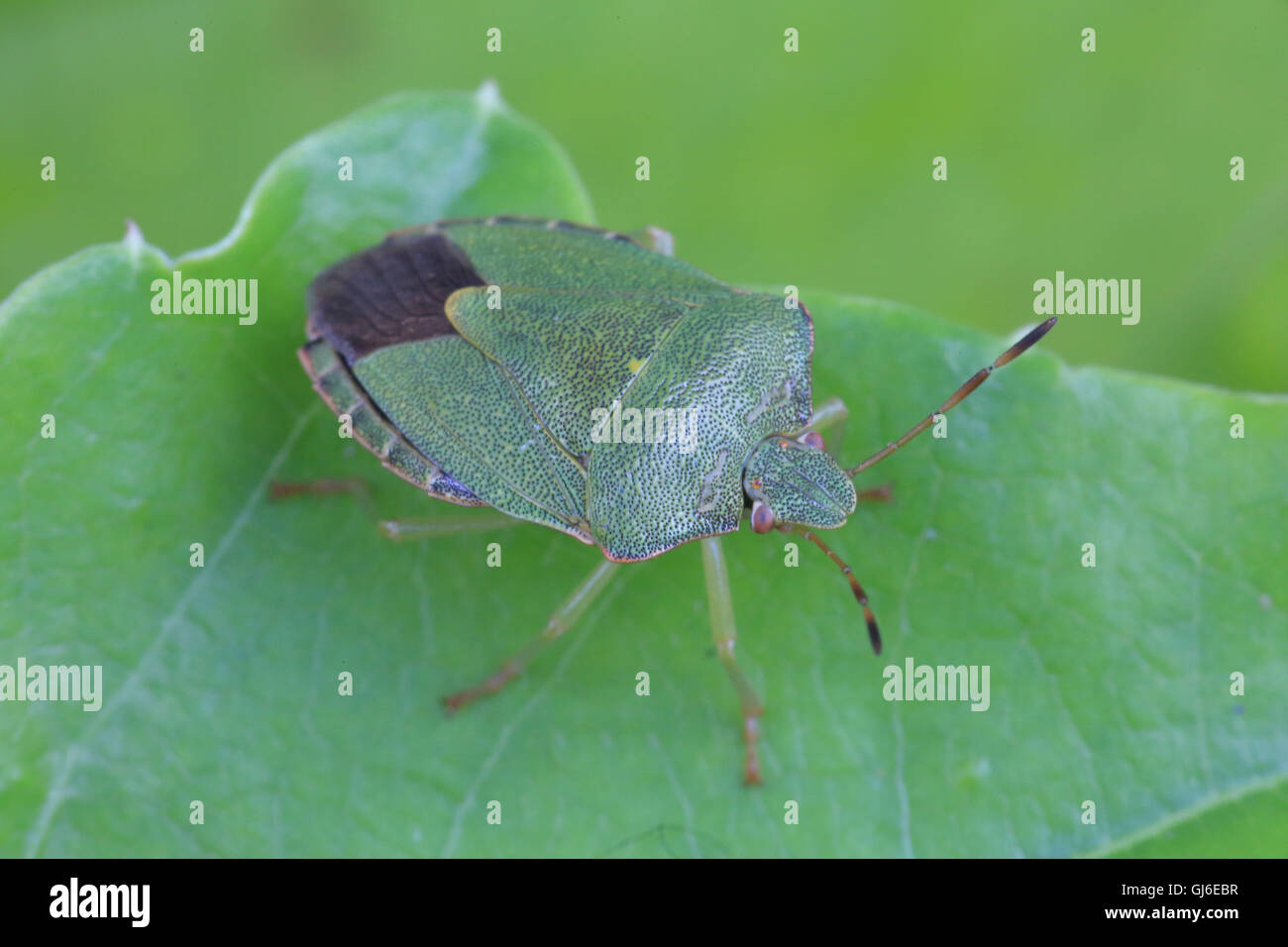 Green Stink Bug High Resolution Stock Photography and Images - Alamy