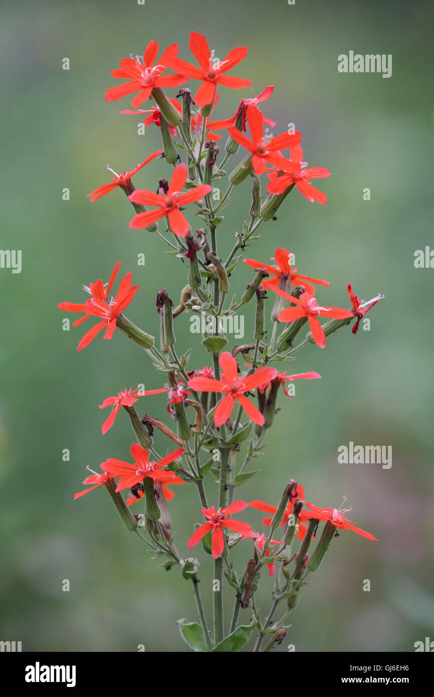 Royal catchfly hi-res stock photography and images - Alamy