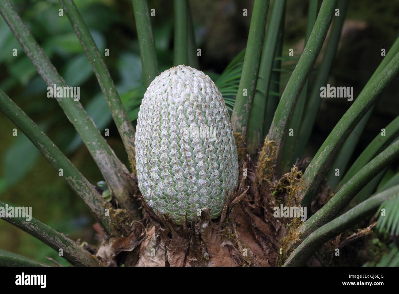 Chestnut dioon hi-res stock photography and images - Alamy