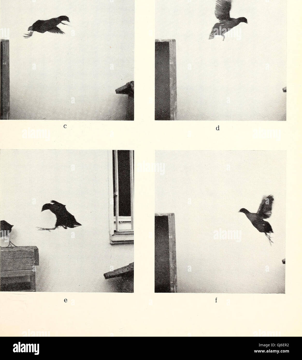 This 1961 publication from the Zoological Research Institute and Museum ...